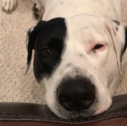 Photo Gallery - Saugus Animal Hospital