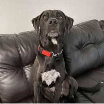 Photo Gallery - Saugus Animal Hospital